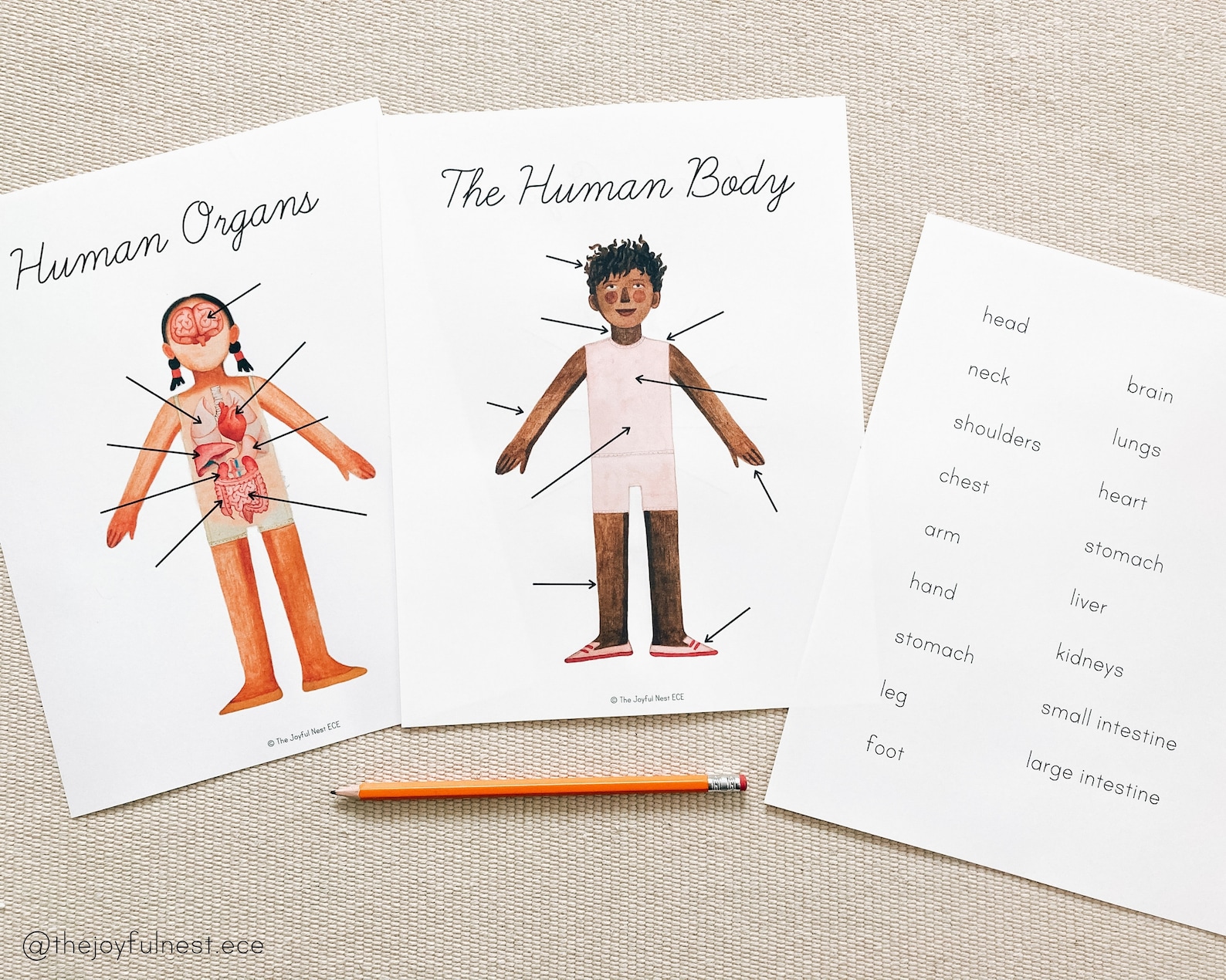 Human Anatomy & Organs Montessori 3 Part Cards and Labeling - Etsy