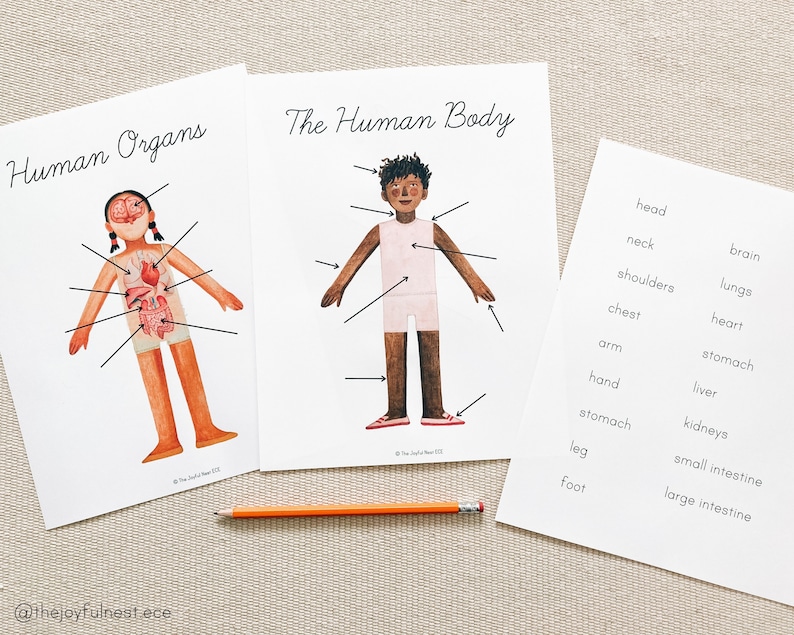 Human Anatomy & Organs | Montessori 3 Part Cards and Labeling Activity ...