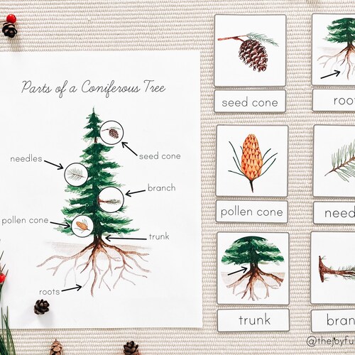 Parts of a Coniferous Tree Conifer Unit Study Montessori - Etsy