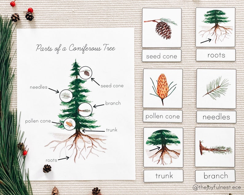 Parts of a Coniferous Tree | Conifer Unit Study | Montessori Printable ...