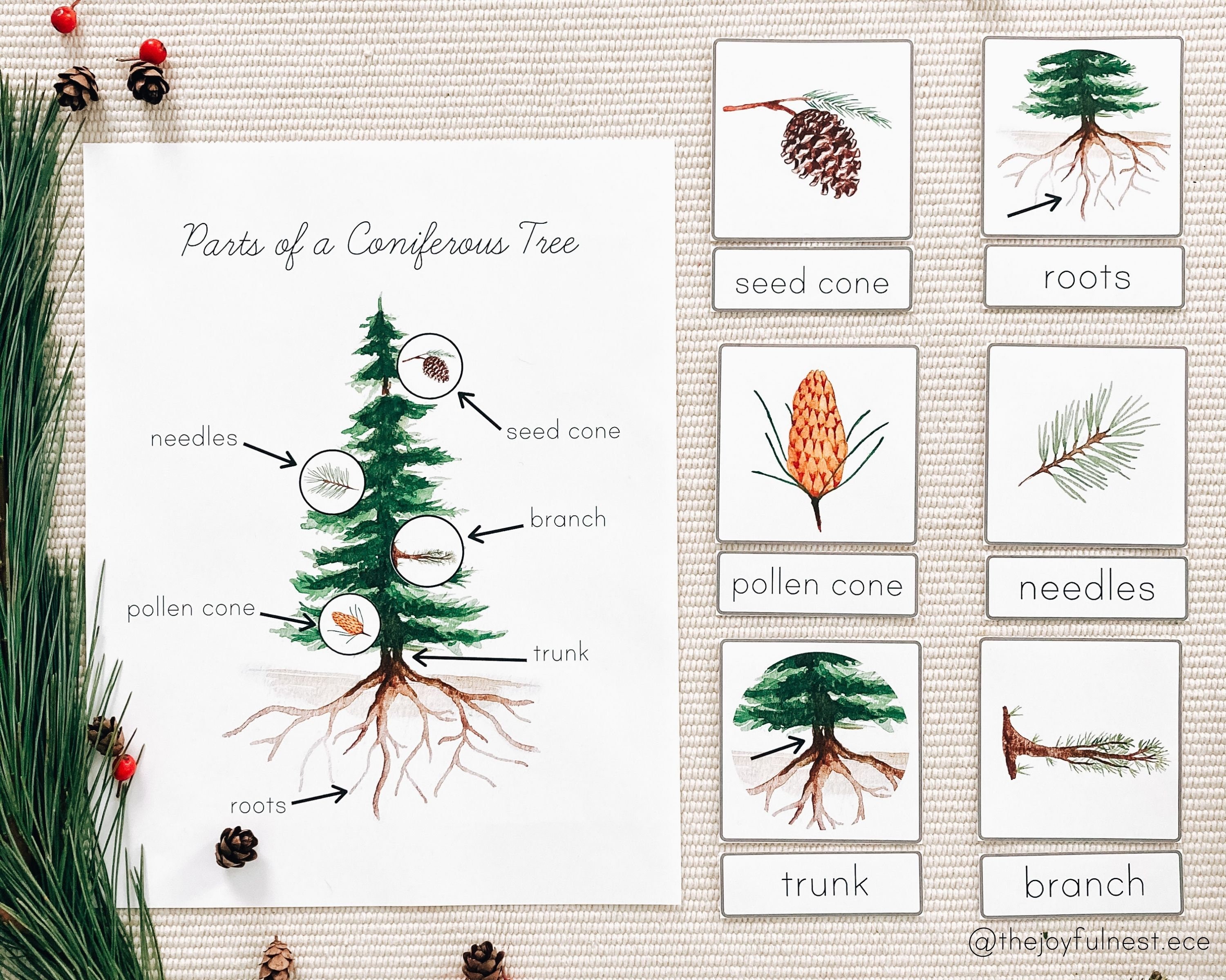Parts of a Coniferous Tree | Conifer Unit Study | Montessori Printable ...
