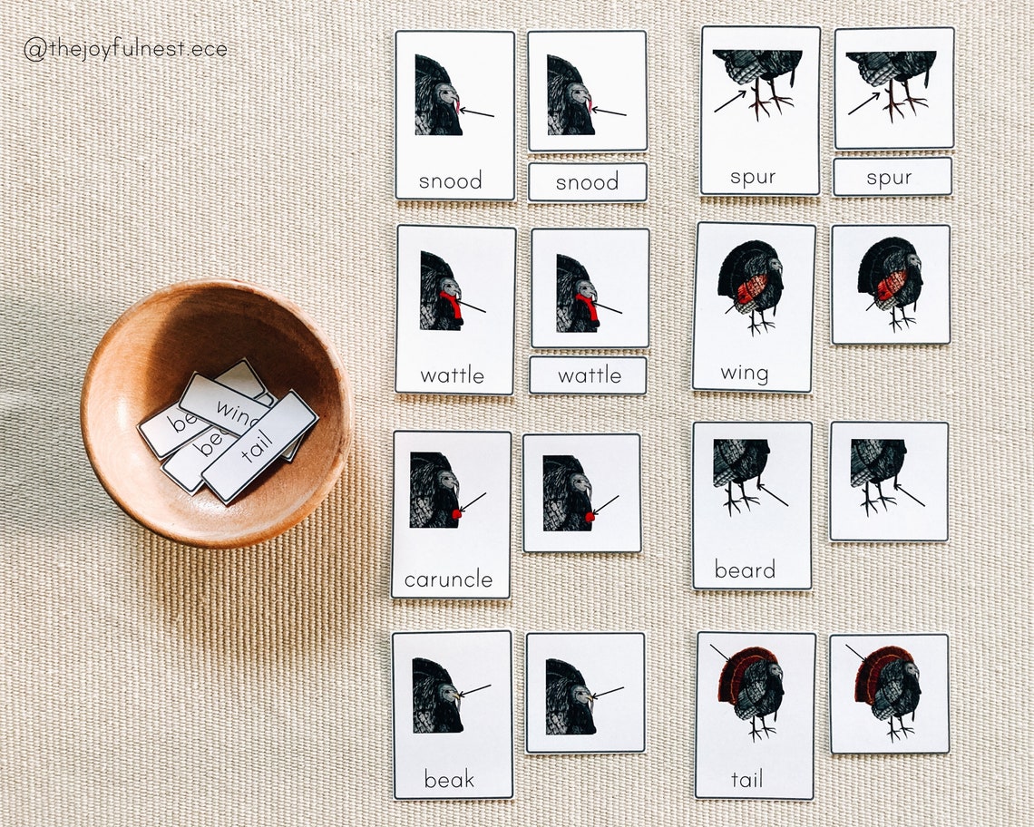 Turkey Anatomy Study | Parts of a Turkey | Poster, Labeling Activity, 3 ...