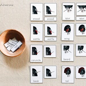 Turkey Anatomy Study | Parts of a Turkey | Poster, Labeling Activity, 3 ...