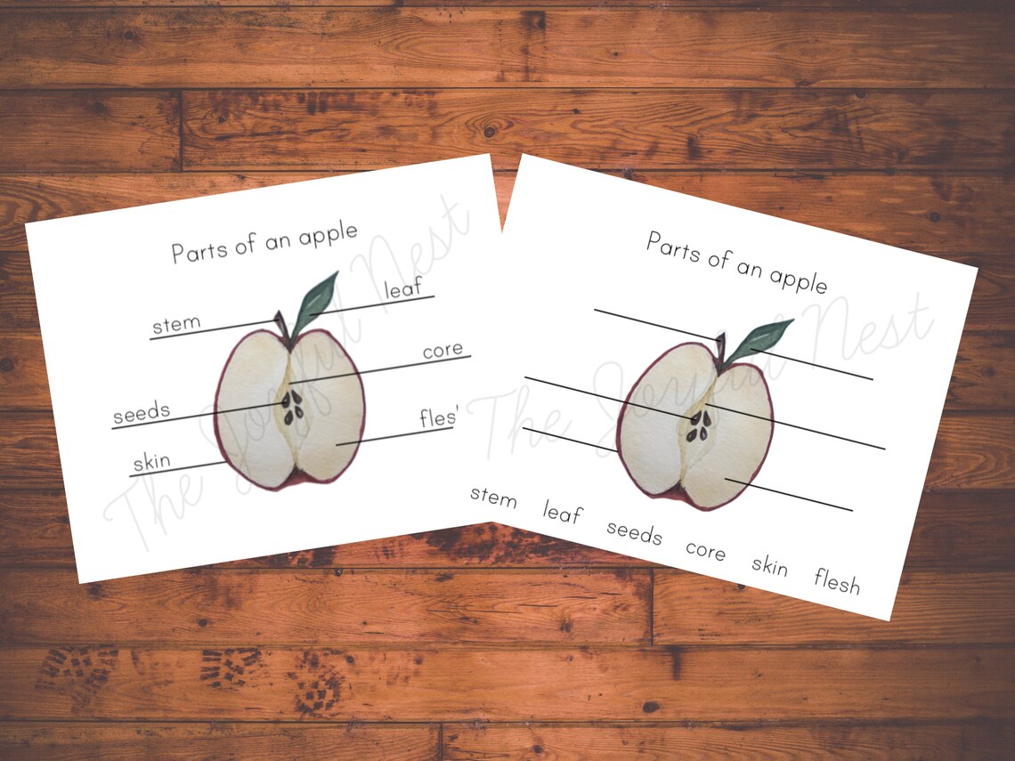 Apple Unit Bundle: Apple Life Cycle Anatomy Counting and | Etsy