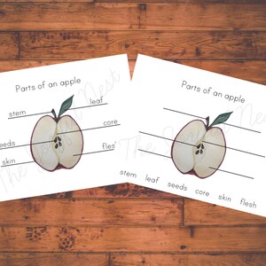 Apple Unit Bundle: Apple Life Cycle, Anatomy, Counting, and More ...