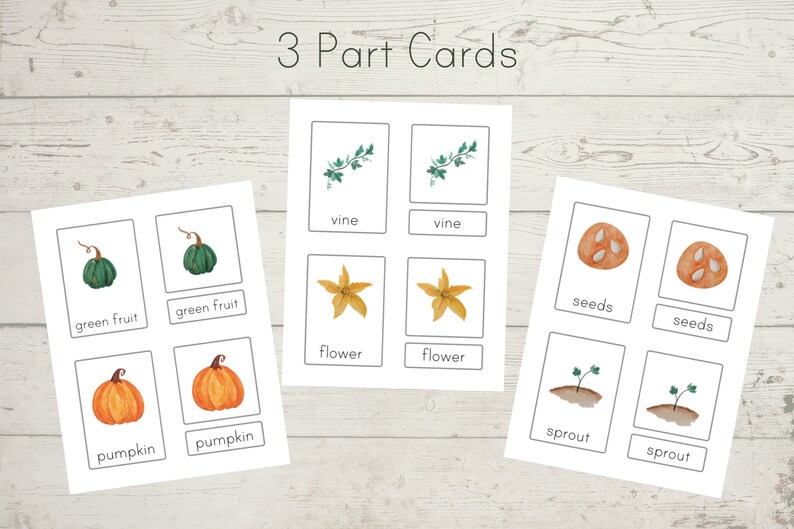 Pumpkin Unit Bundle: Life Cycle, Anatomy, Counting Cards, Songs, and ...