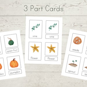 Pumpkin Life Cycle Matching Activity & 3-part Cards Printable PDF - Etsy