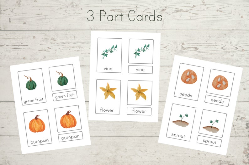Pumpkin Life Cycle Matching Activity & 3-part Cards Printable PDF - Etsy