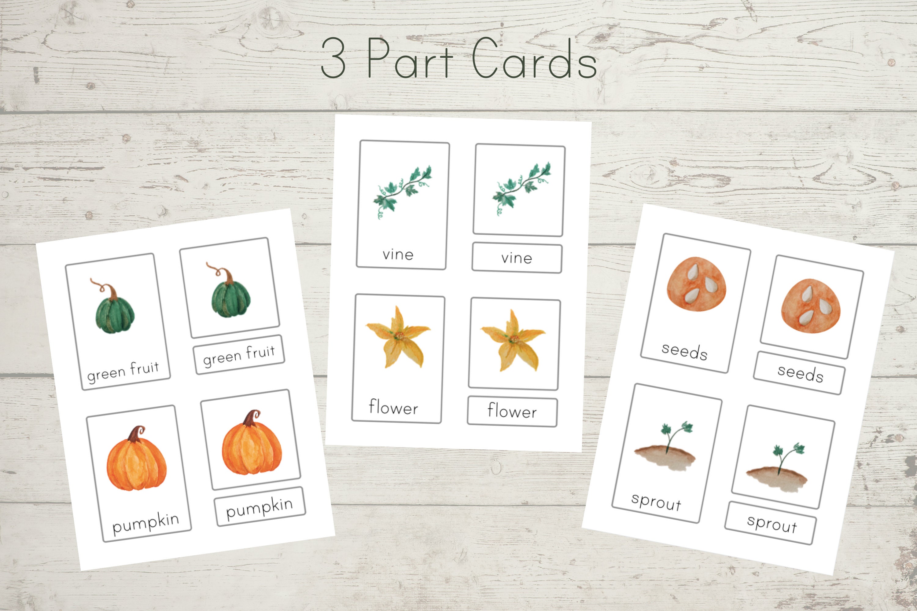 Pumpkin Life Cycle Matching Activity & 3-part Cards Printable PDF - Etsy