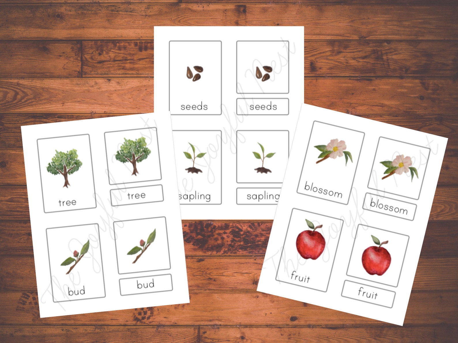 Watercolor Apple Life Cycle Matching Activity & 3 Part Cards Printable ...