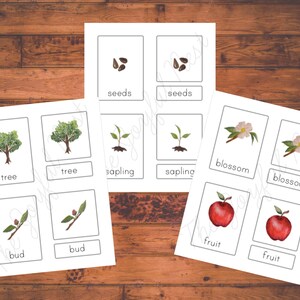 Watercolor Apple Life Cycle Matching Activity & 3 Part Cards Printable ...