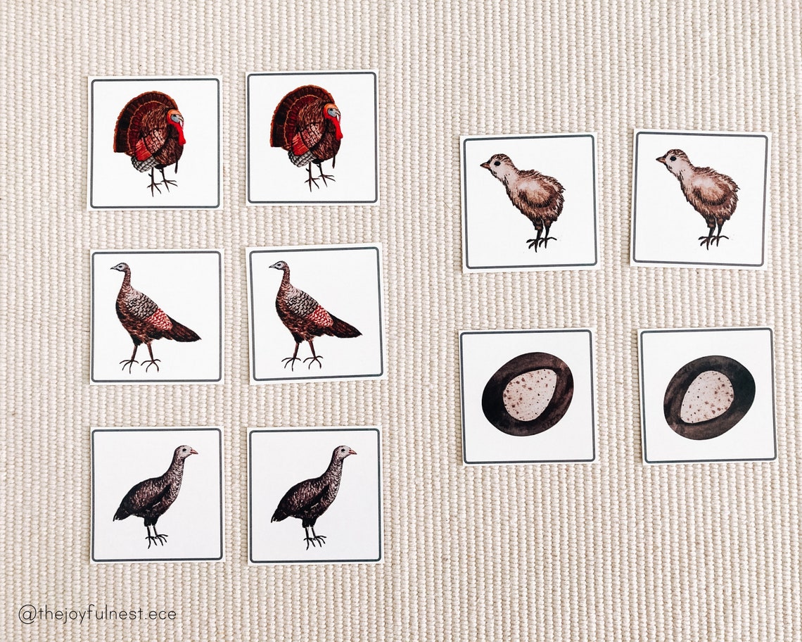 Turkey Unit Study Bundle: Anatomy Life Cycle Counting - Etsy