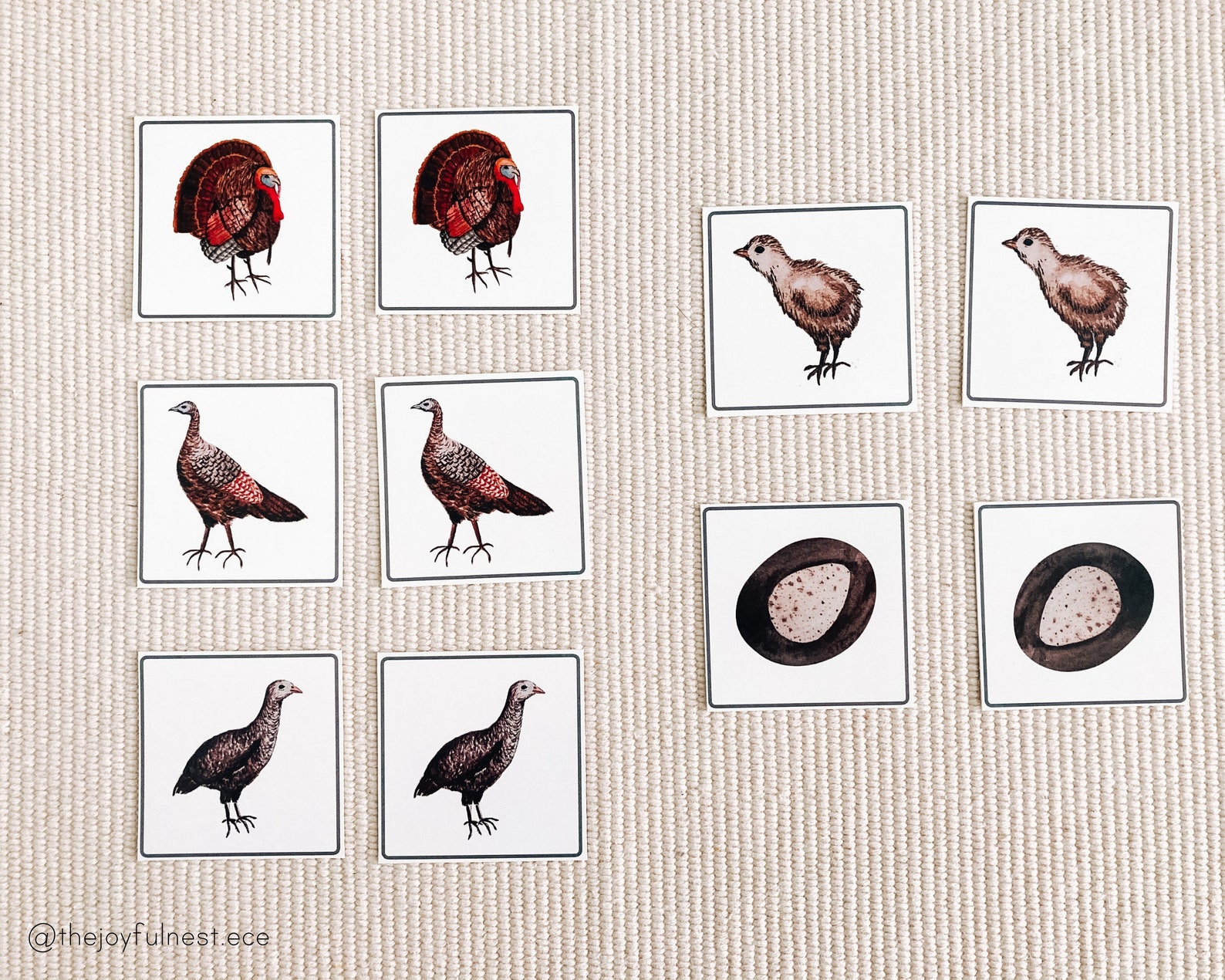 Turkey Unit Study Bundle: Anatomy, Life Cycle, Counting, Alphabet Cards ...