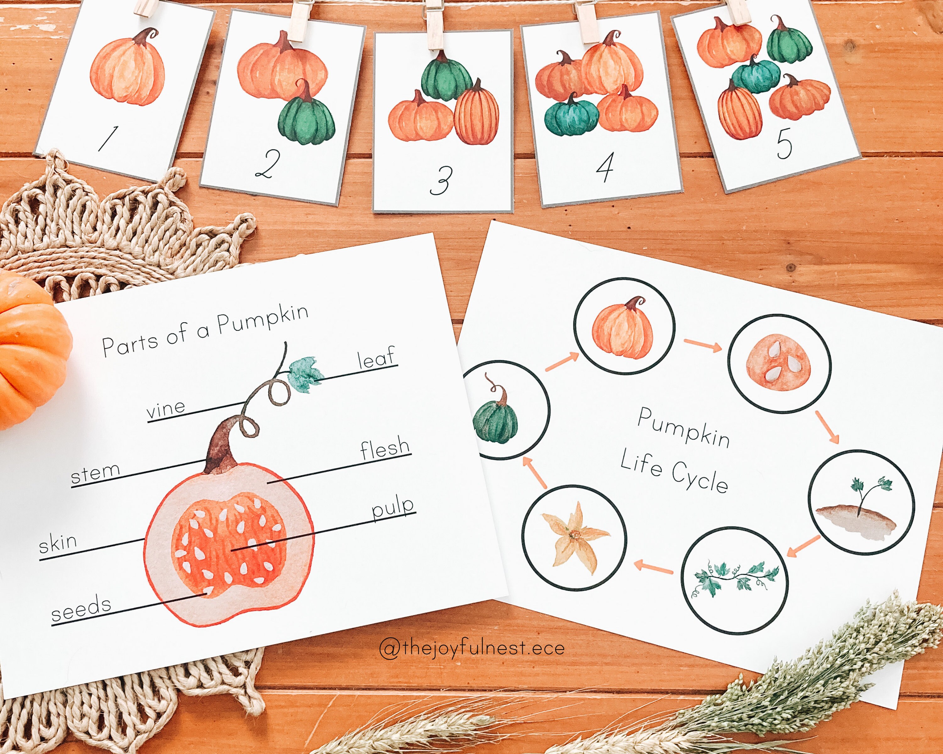 Pumpkin Unit Bundle: Life Cycle, Anatomy, Counting Cards, Songs, and ...