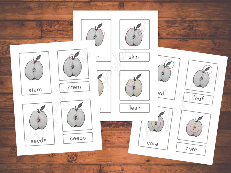 Parts of an Apple Labeling & 3 Part Cards Watercolor Printable Flash ...