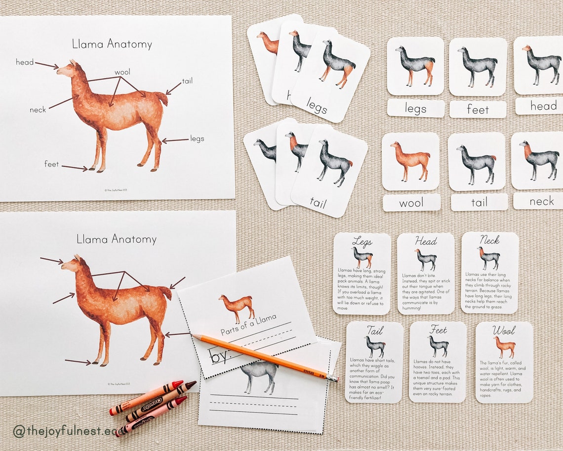 Llama Study Bundle Life Cycle of a Llama & Llama Anatomy - Etsy
