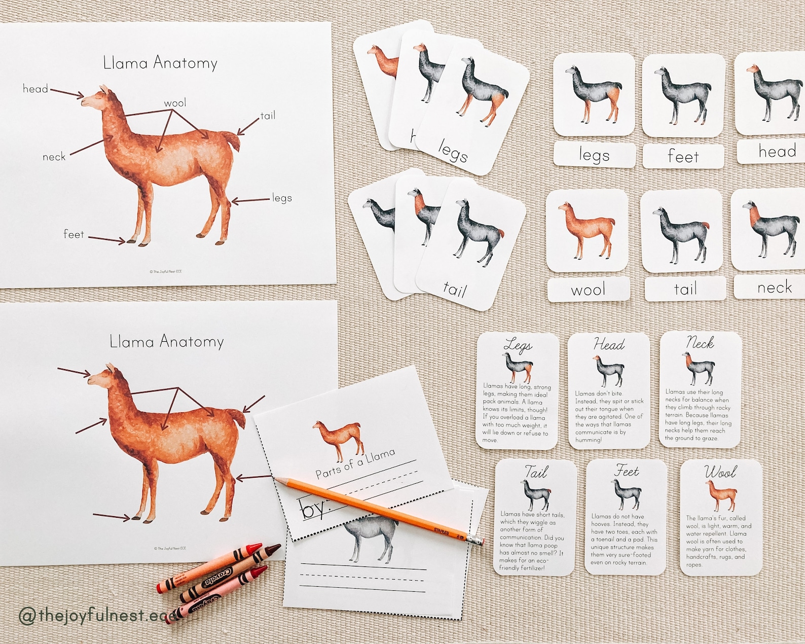 Llama Study Bundle Life Cycle of a Llama & Llama Anatomy Montessori PDF ...