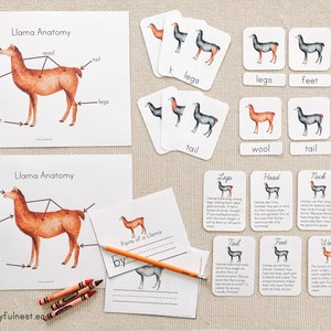 Llama Study Bundle | Life Cycle of a Llama & Llama Anatomy | Montessori ...