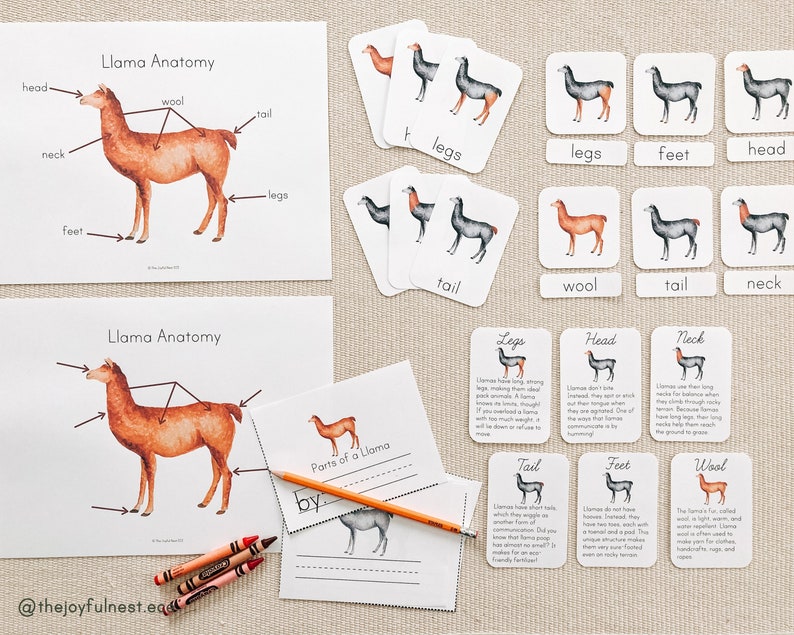 Llama Study Bundle | Life Cycle of a Llama & Llama Anatomy | Montessori ...