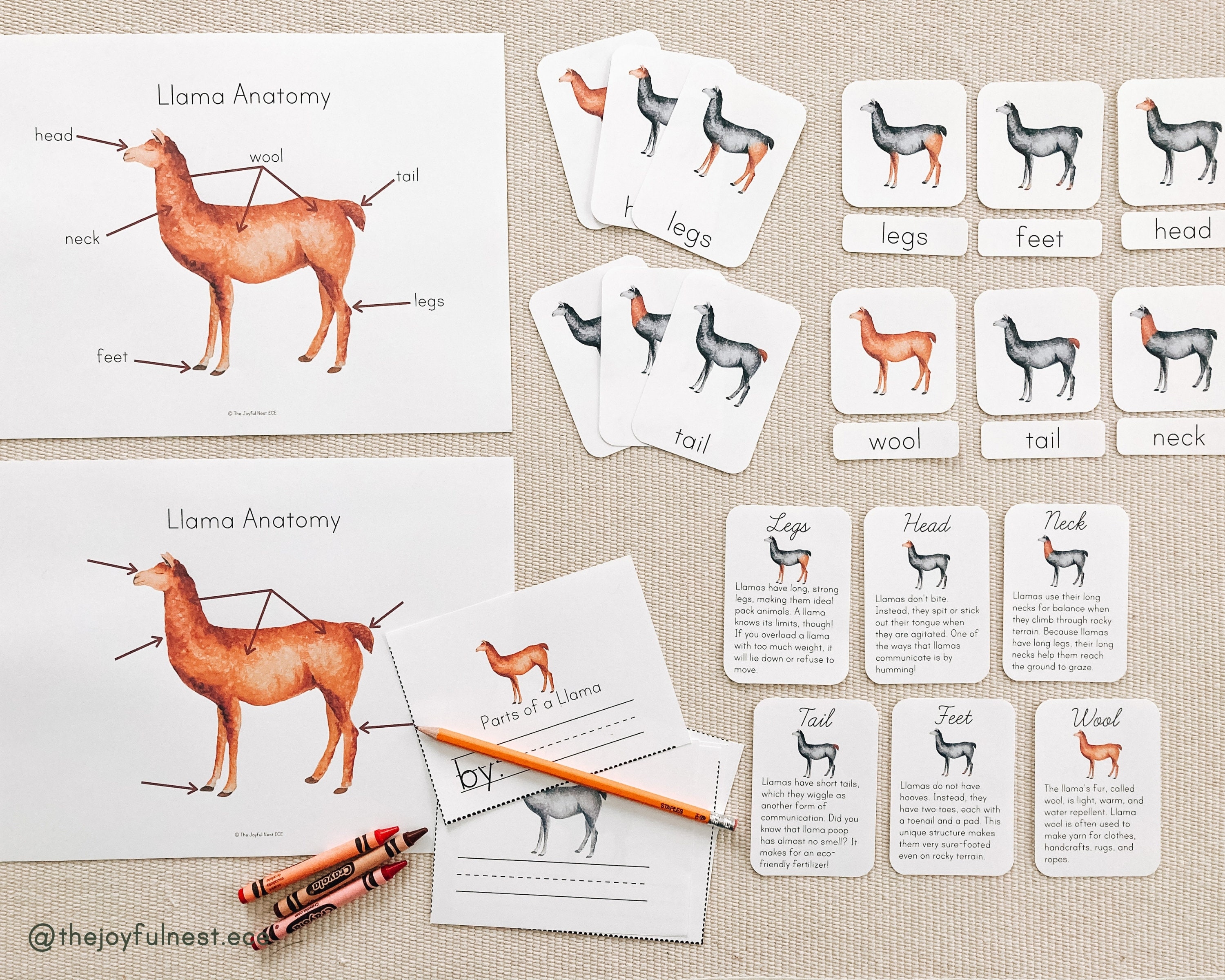 Llama Life Cycle & Anatomy Study | Montessori Printable (PDF) - Etsy