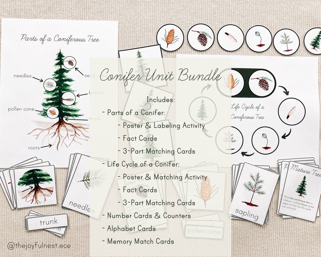 Conifer Tree Unit Study Bundle: Life Cycle, Parts of a Tree, Number ...