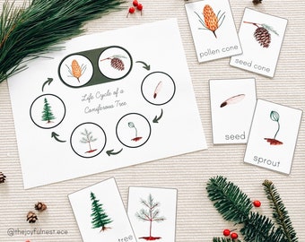 Conifer Tree Life Cycle Sequencing Activity and 3-part Cards - Etsy