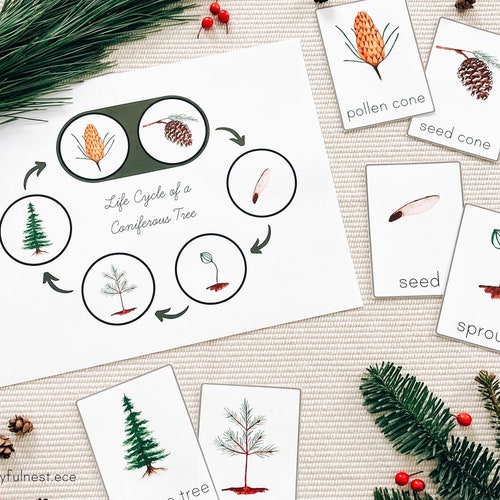 Parts of a Coniferous Tree Conifer Unit Study Montessori - Etsy