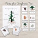 Parts of a Coniferous Tree Conifer Unit Study Montessori - Etsy