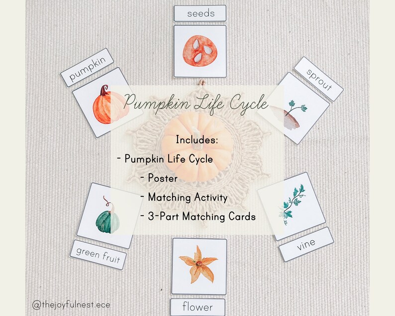 Pumpkin Life Cycle Matching Activity & 3-part Cards Printable PDF - Etsy
