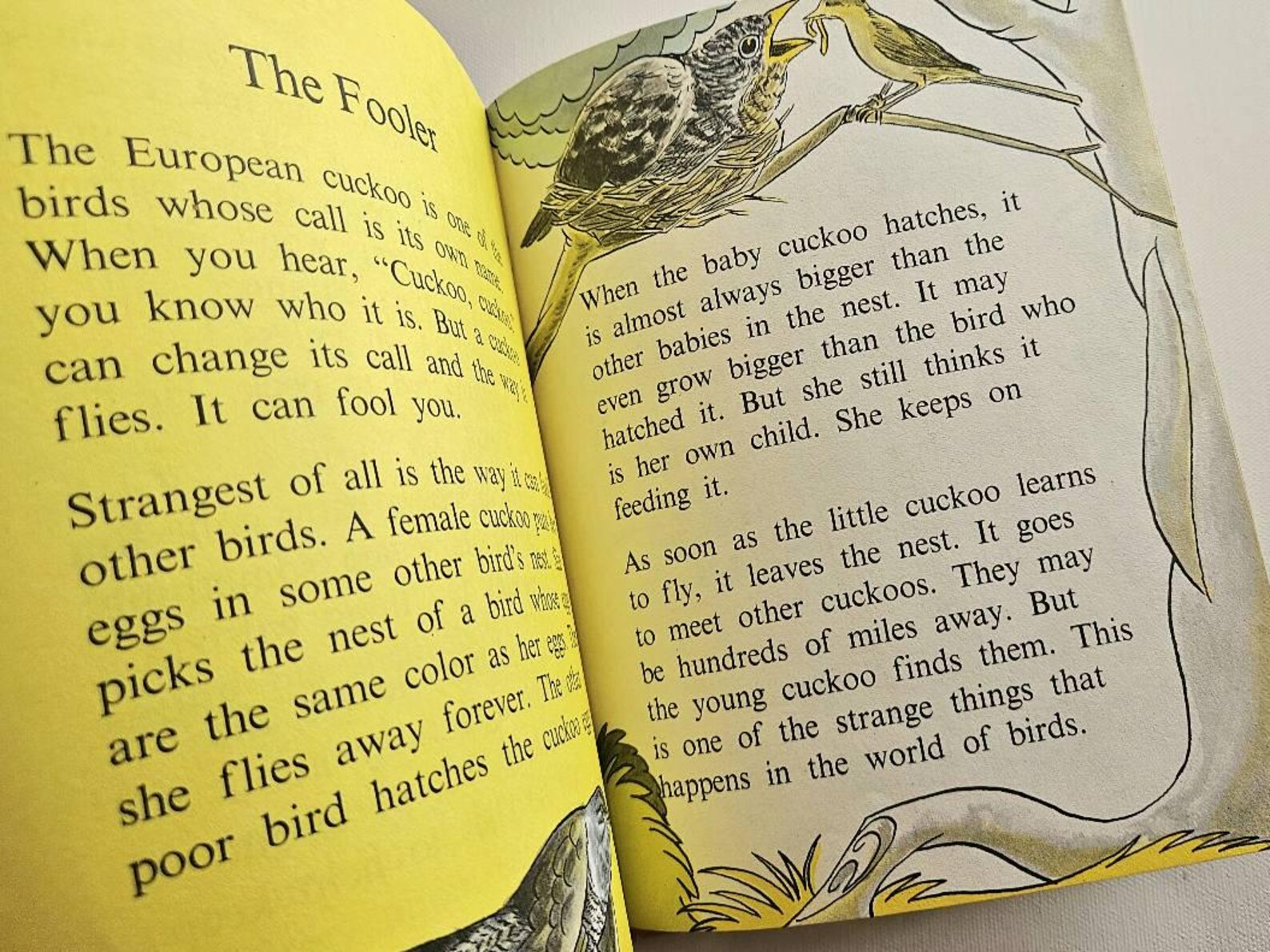 Birds Do the Strangest Things, 1965, Vintage Kids Book, Illustrated ...
