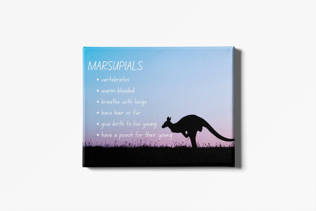 Animal Classification Science Posters Marsupials Classroom - Etsy