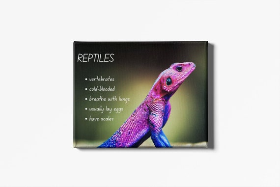 Classification Of Reptiles