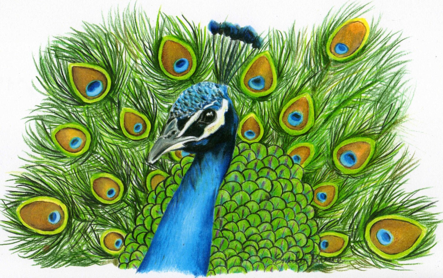 Arte Vectorial De Pavo Real