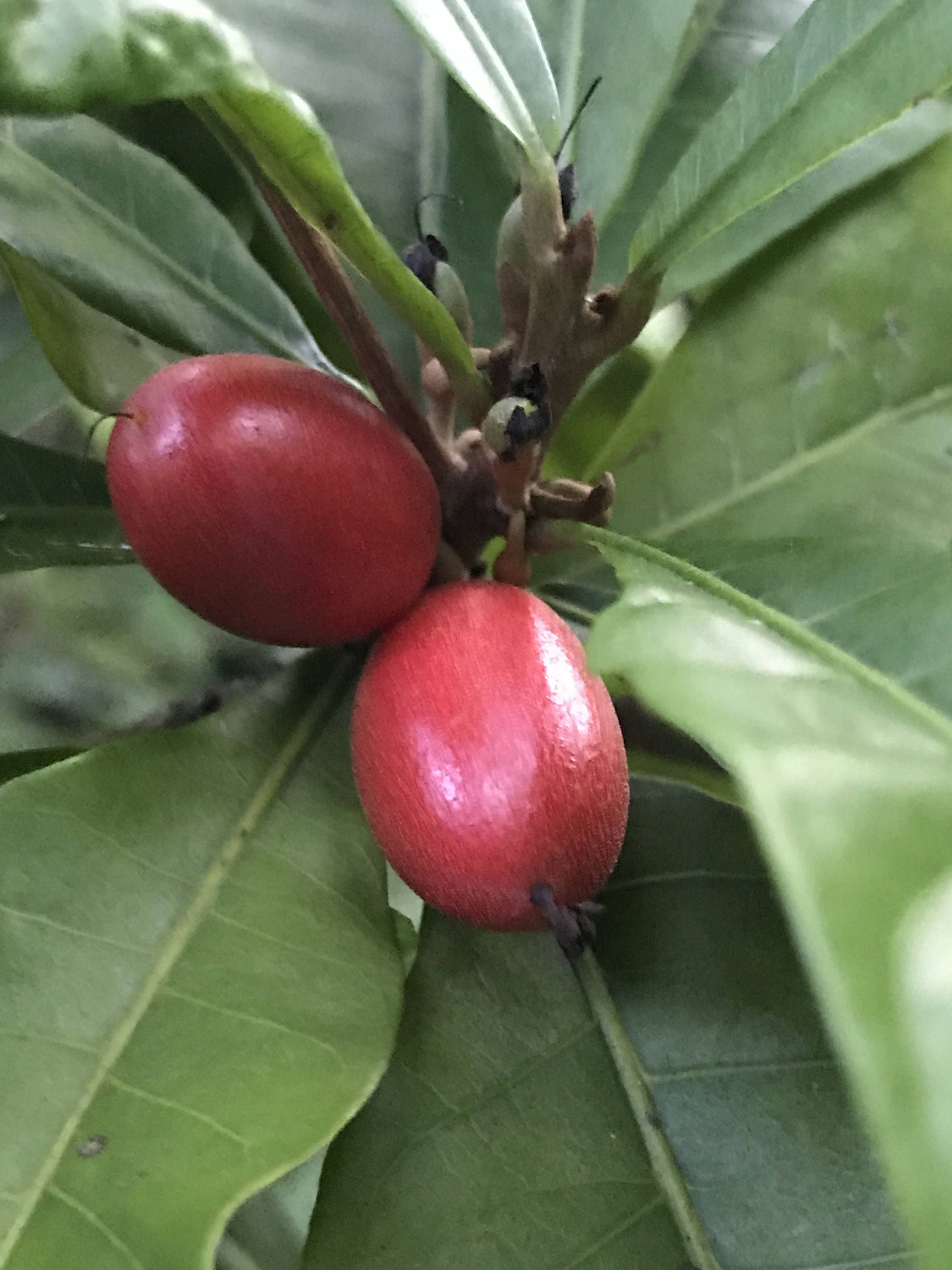 Miracle Fruit Synsepalum Dulcificum Miracle Berry Fruit - Etsy