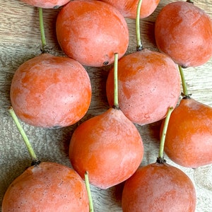 Imbe Garcinia Livingstonei Orange African Mangosteen Tropical Fruit ...