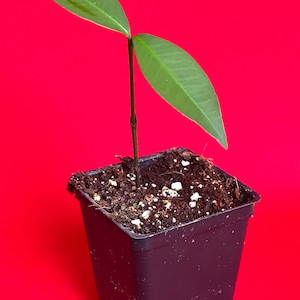 Bacuri Bacurizinho Garcinia Acuminata Mangosteen Tropical Fruit Tree ...