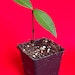 Bacuri Bacurizinho Garcinia Acuminata Mangosteen Tropical Fruit Tree ...