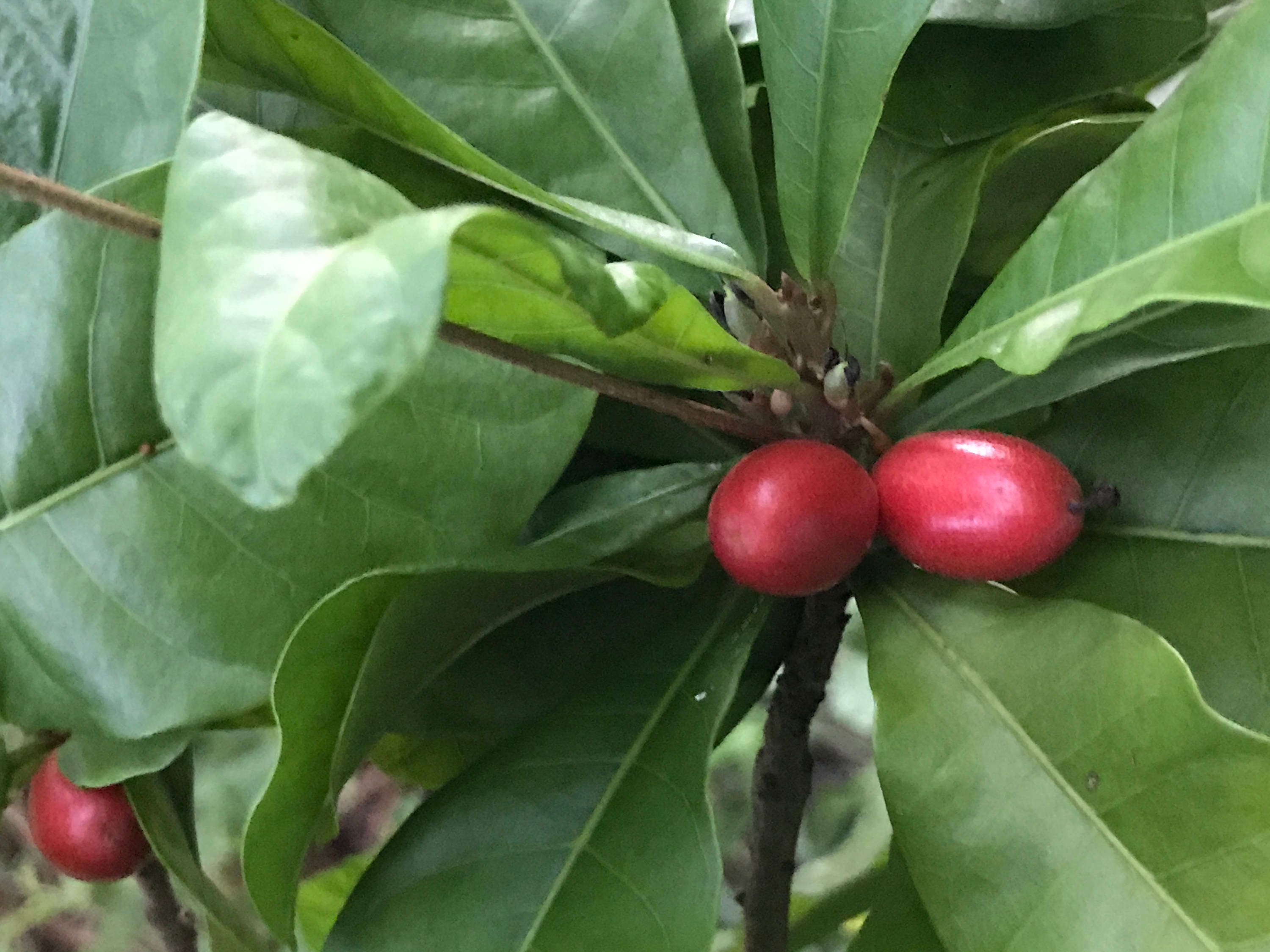 Miracle Fruit Synsepalum Dulcificum Miracle Berry Fruit - Etsy