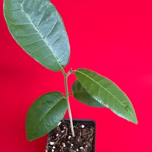 Marang Artocarpus Odoratissimus Terap Borneo Tropical Fruit Potted Tree ...