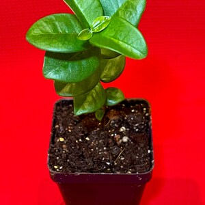 Pitangatuba 'big Elongated Fruit' Star Cherry Eugenia Selloi Neonitida ...