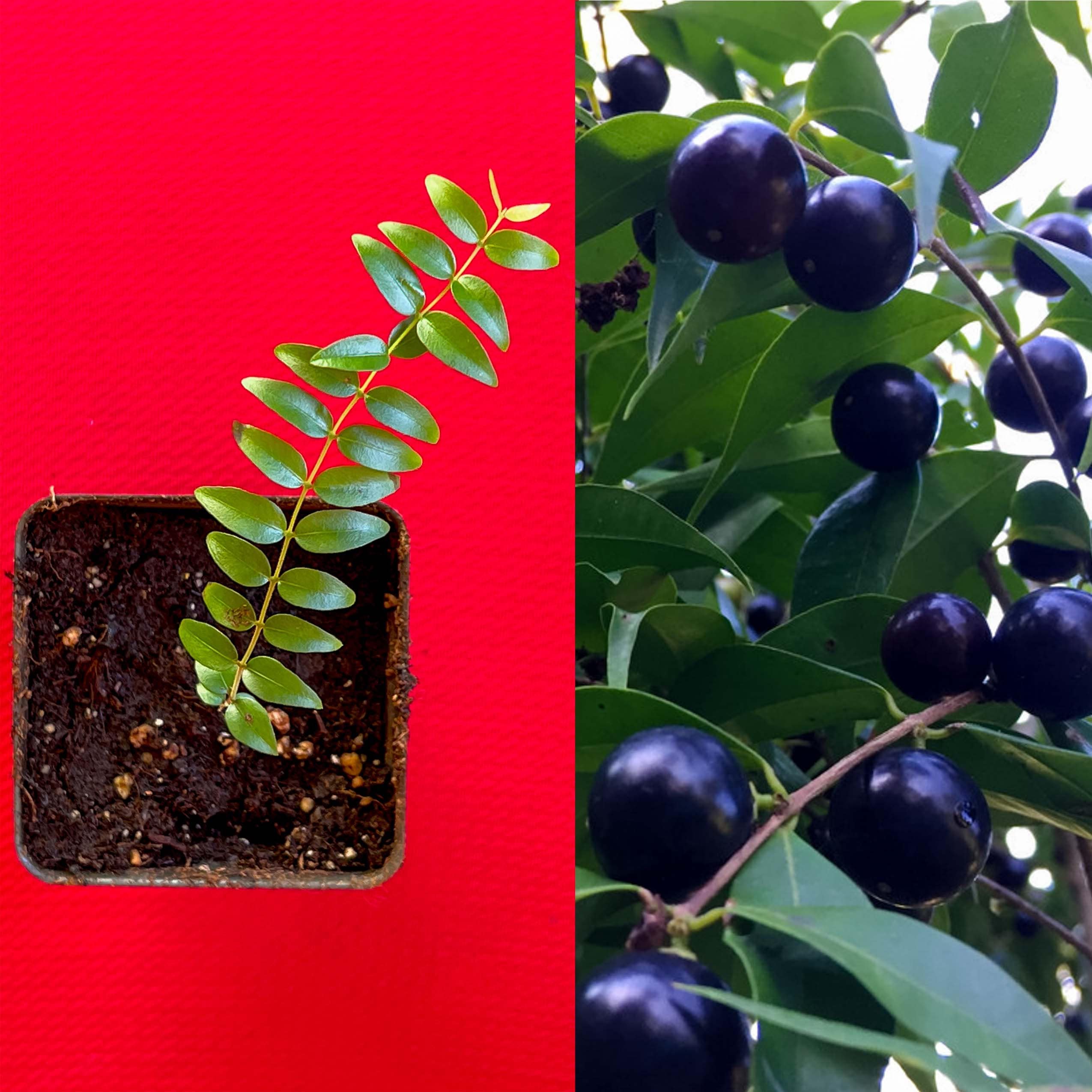 Myrciaria Floribunda Dark Purple Fruit Cambuizeiro Guavaberry - Etsy