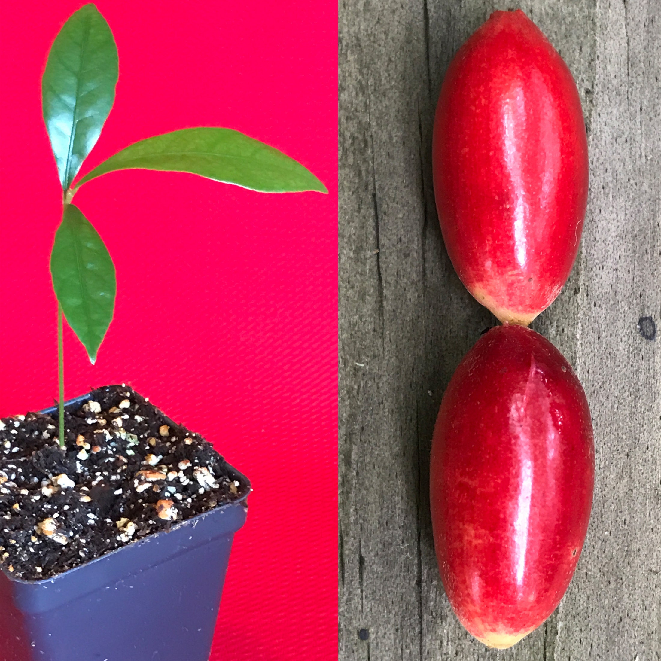 Miracle Fruit Synsepalum Dulcificum Miracle Berry Fruit - Etsy