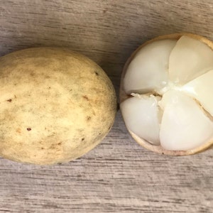 Langsat Lansium Parasiticum Domesticum Lanzones Duku Tropical Fruit ...