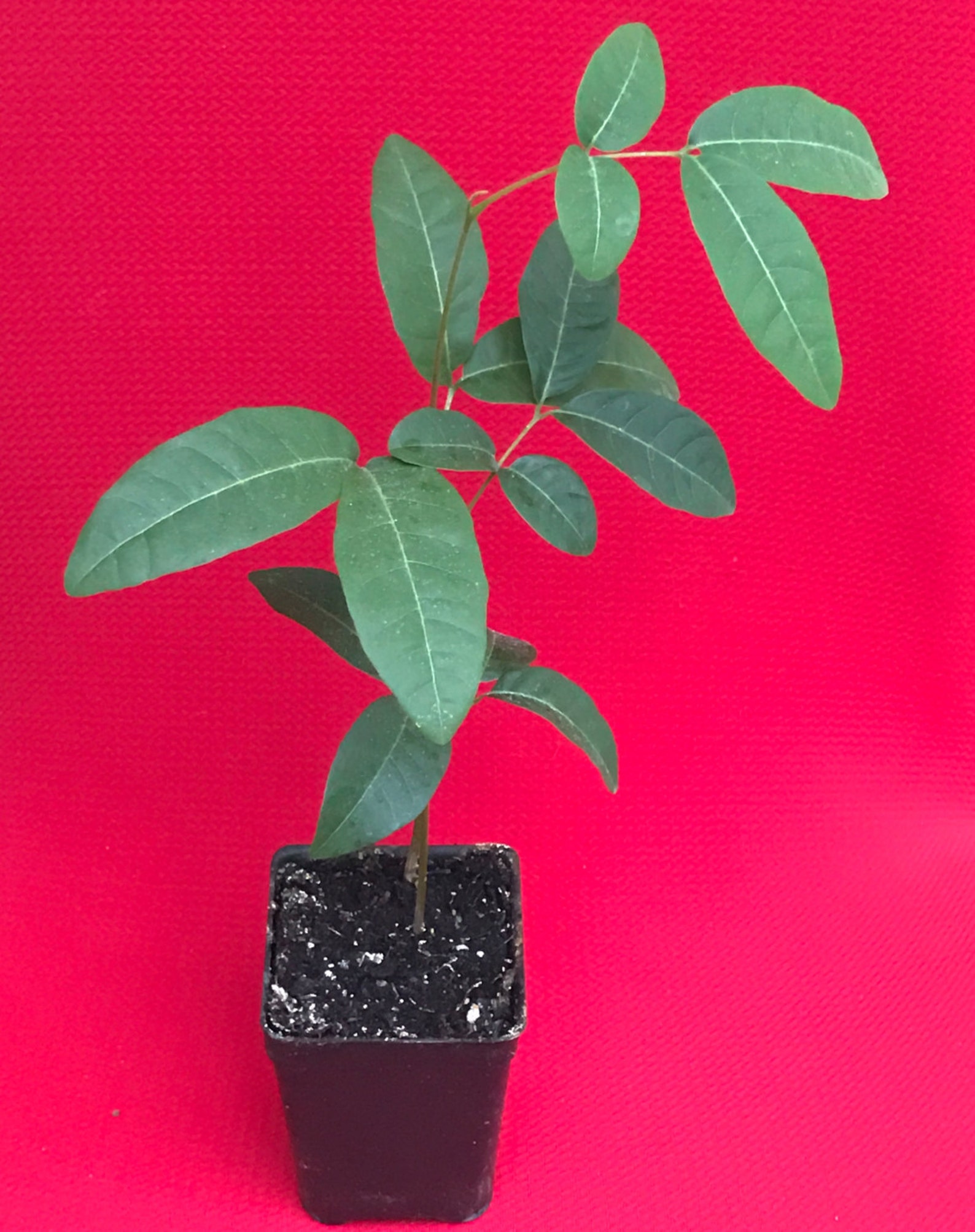 Longan Dimocarpus Dragon Eye Diamond River Seedling Plant Tropical ...