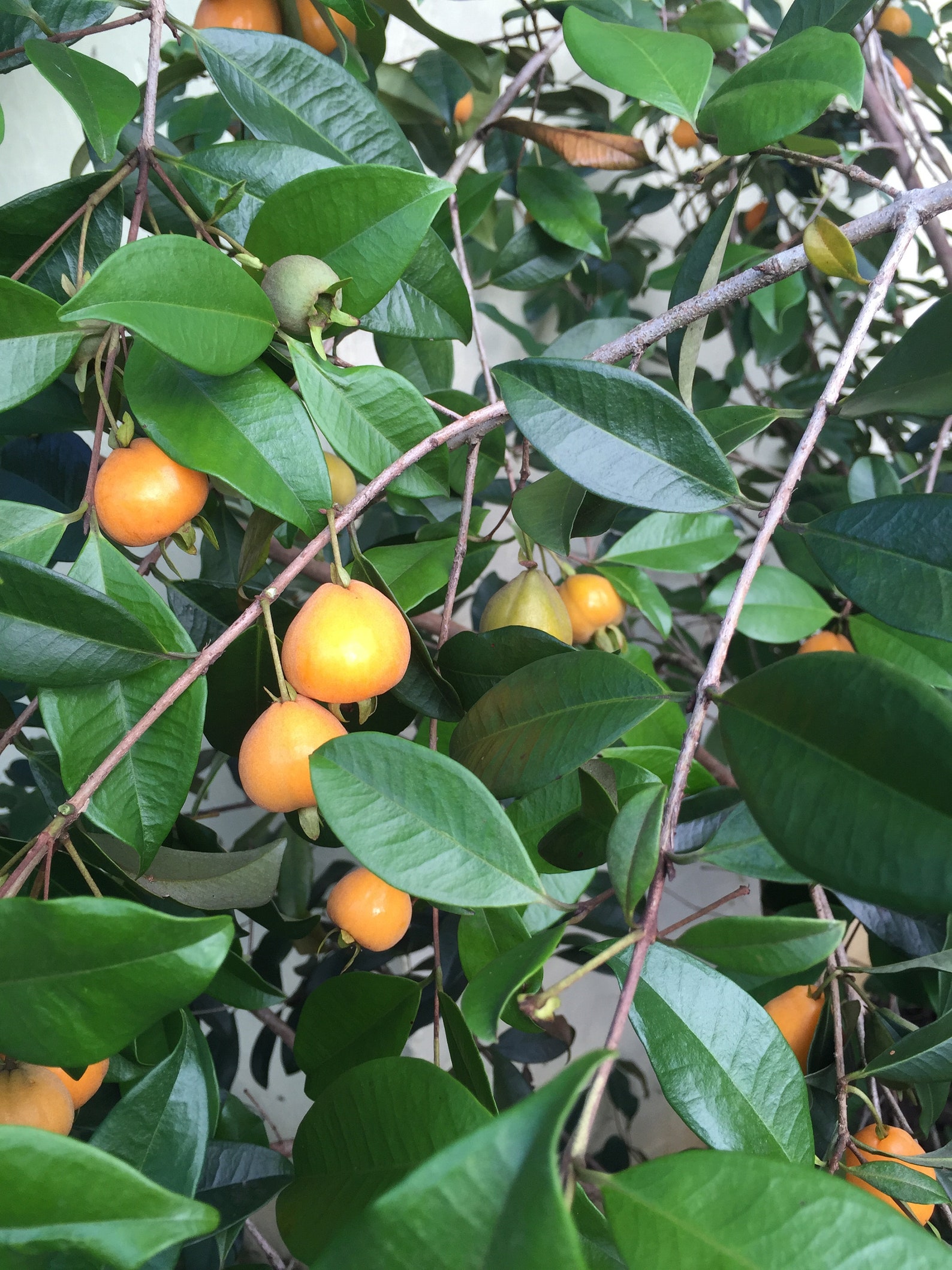 PITOMBA Eugenia Luschnathiana Pot Starter PLANT Fruit Starter Tree ...