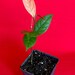 KEPEL Stelechocarpus Burahol Tropical Fruit Potted Tree Plant - Etsy