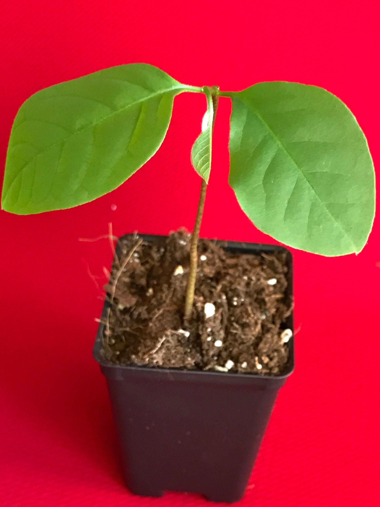 Rollinia Deliciosa Biriba Potted PLANT Tropical Tree - Etsy