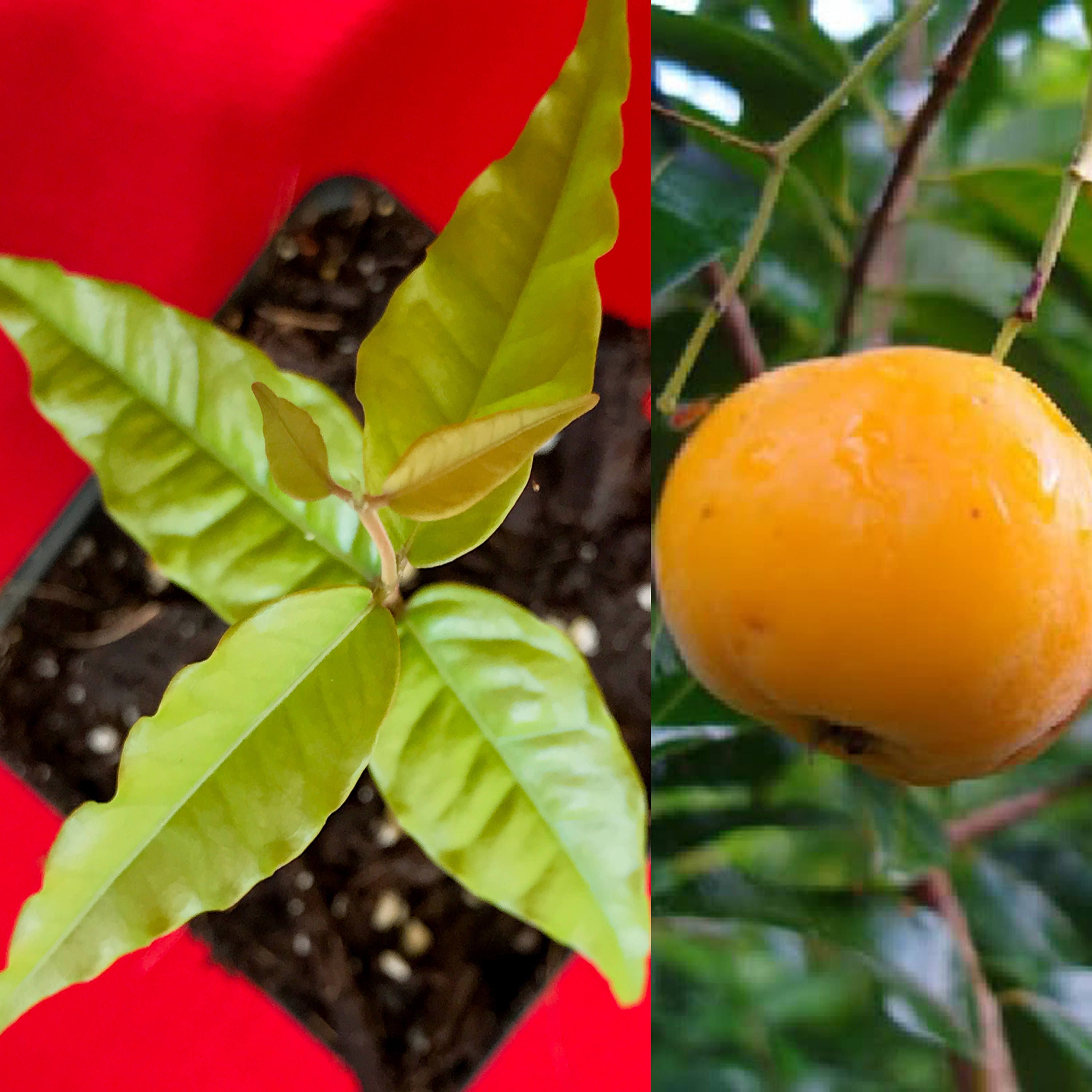 Eugenia Victoriana Guayabilla Sundrop Tropical Yellow Fruit - Etsy