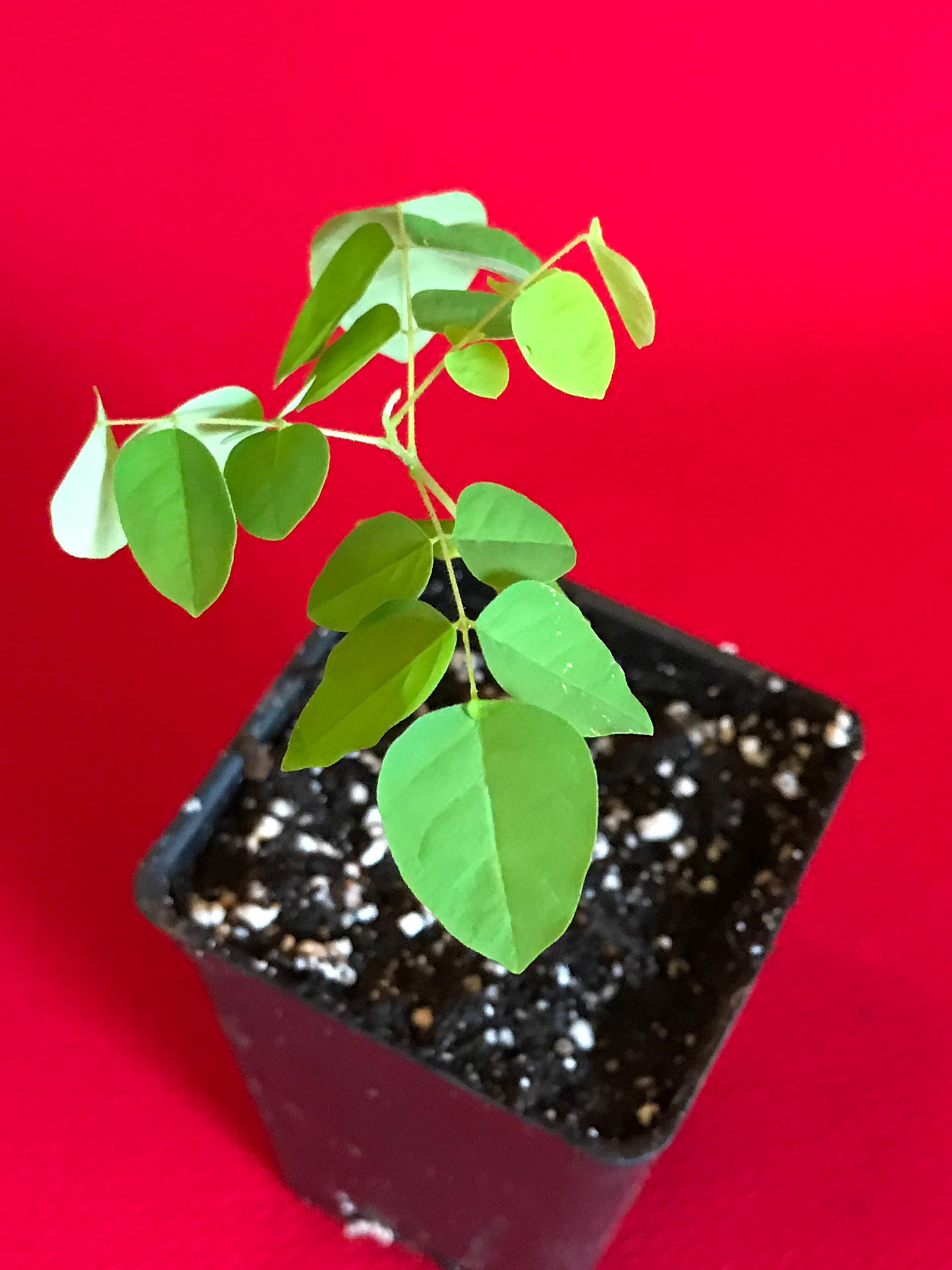 Star Fruit Averrhoa Carambola Bell Seedling Potted Starfruit | Etsy