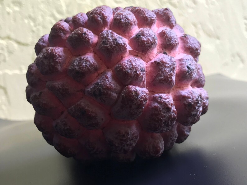 Red Sugar Apple Sweetsop Annona Squamosa Potted PLANT Tropical Tree Big ...